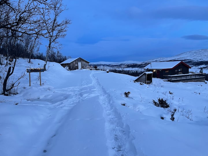 Bo I Moskusens Rike På Dovrefjell - Hjerkinn