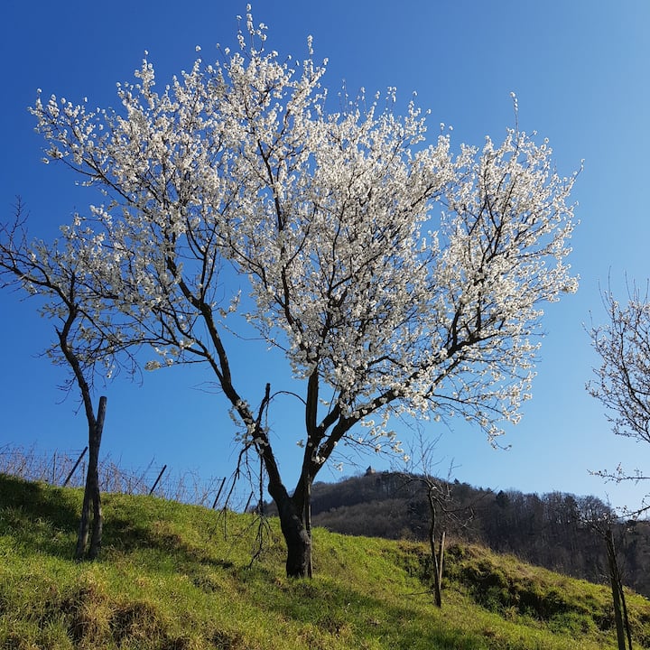 Moderne Ferienwohnung An Der Hessischen Bergstraße - Lorsch