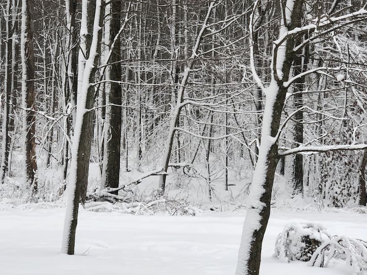 Cozy Log Home - Wooded Winter Wonderland - Finger Lakes, NY