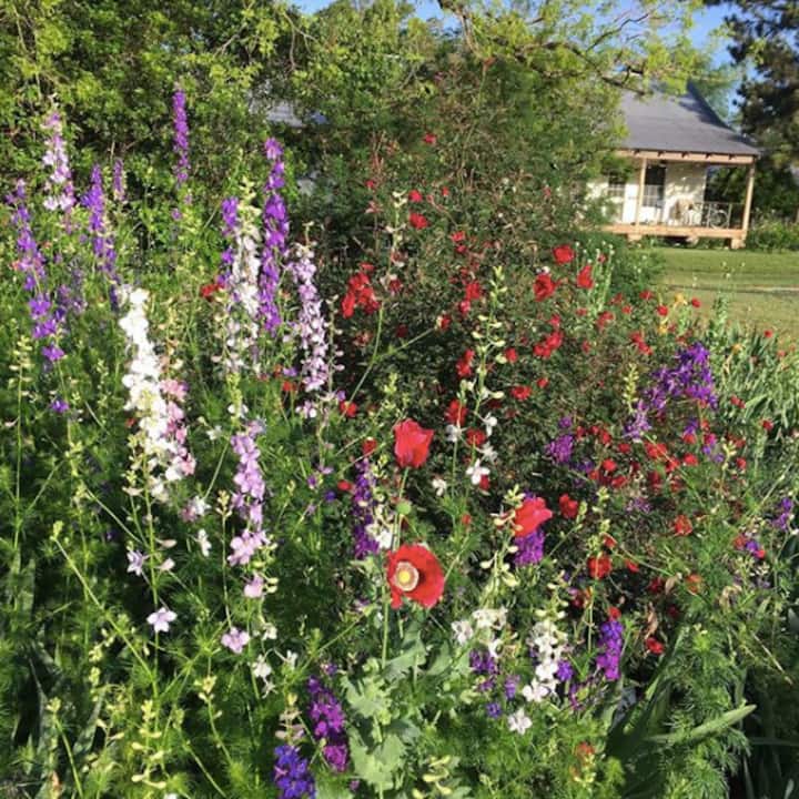 E Atx Historic Homestead - Gardens Ut Dwtn Cota - Austin, TX