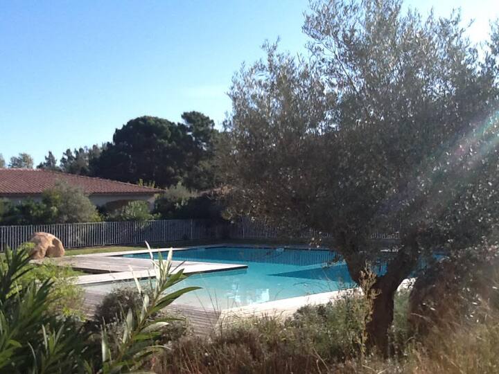 Appartement Climatisé Avec Piscine - Lecci