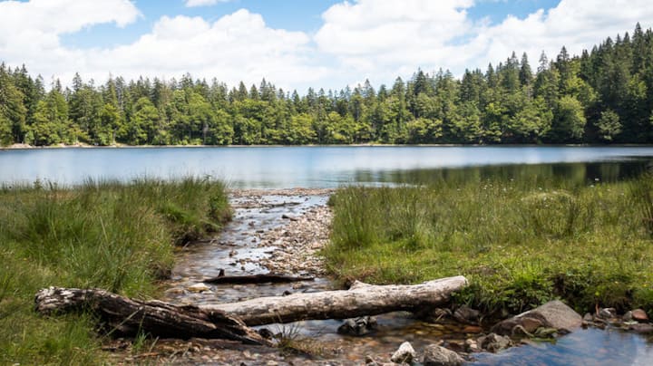 Feldbergblick - Hinterzarten