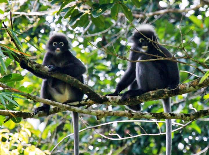 Smiley Bungalow’s - Khao Sok