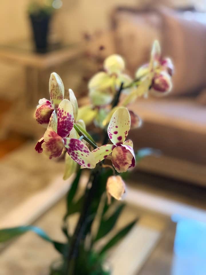 Private 4-bedroom Apartment In Historic Mansion - Springfield