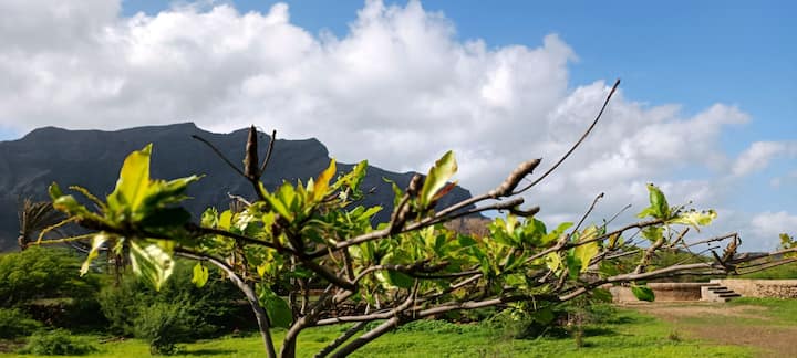 Quintinia - Cabo Verde