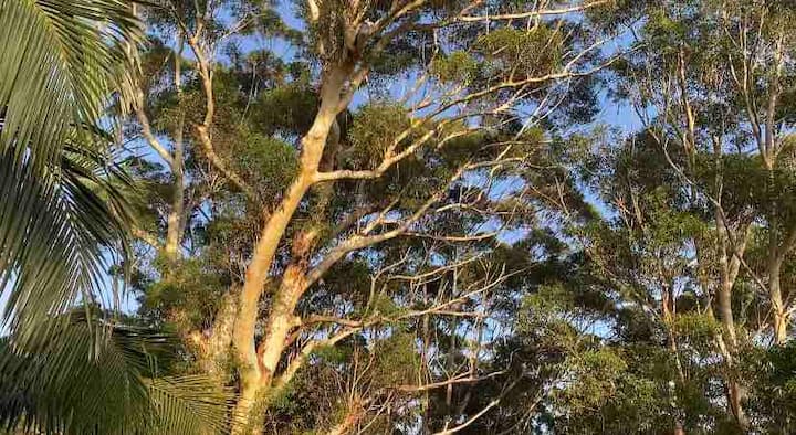 Avoca Tree Tops - Avoca Beach