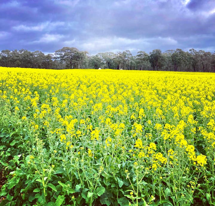 Pyrenees Tinyhouse- Koala - Talbot