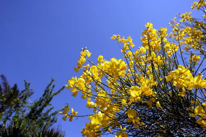 Ulivo - Linguaglossa