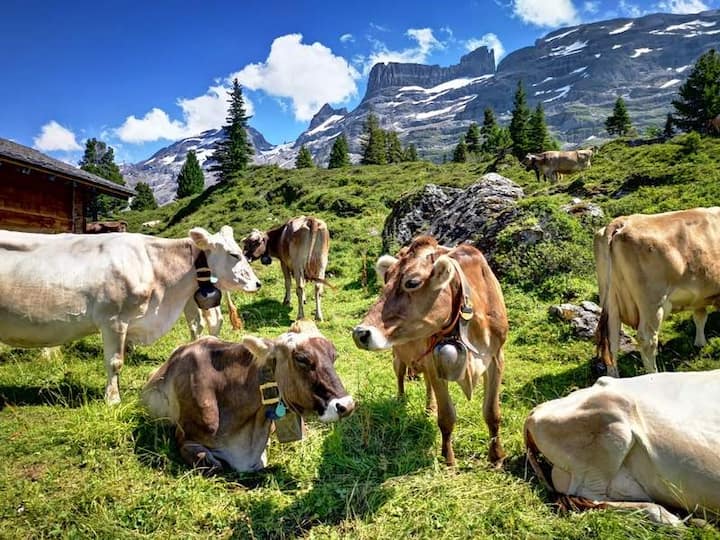 Downtown Apartment 52 For 6 Guests - Interlaken