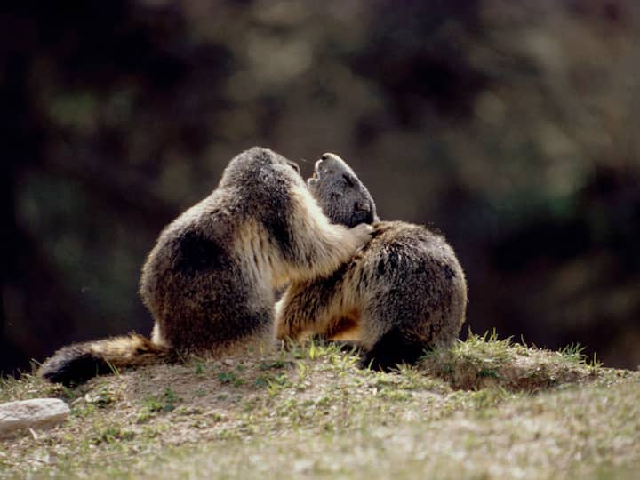 Tbelap 4pctre Facepistes Parcnvanoise1450/3200 Asc - Pralognan-la-Vanoise