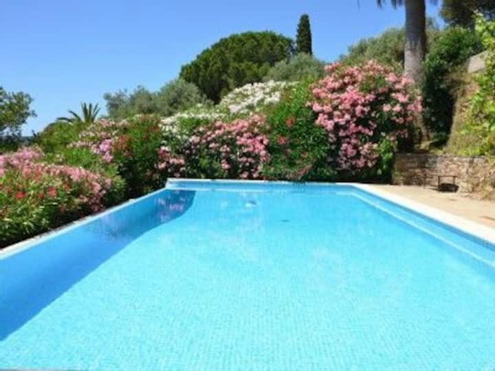 The Pink Lady - Bormes-les-Mimosas