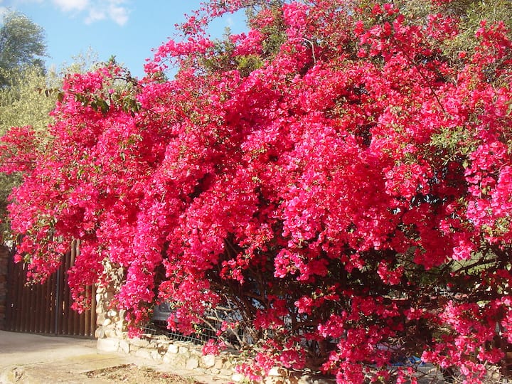 Villa At 300mt. Beach Calasinzias, Wi-fi, A/c, Pets Yes 10% Discount - Sardinië