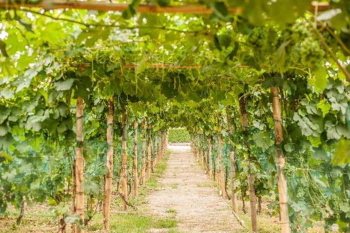 Détente Au Milieu Du Vignoble - Barolo