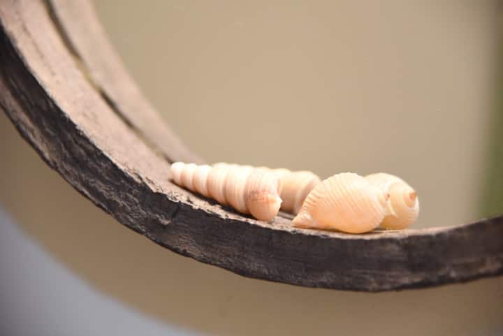 Botanical Yard 50 ֎ Seaside Sidewalk ֎ Anna's Home - Marmari