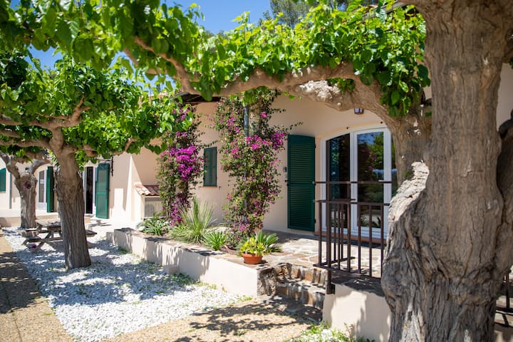 Cabernet - Domaine De La Navicelle - Le Pradet