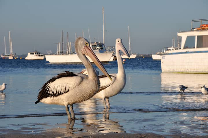 Sanctuary Palm Beach - Rockingham