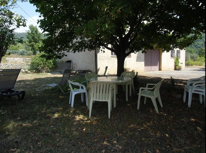 Dans Les Oliviers En Provence - Fayence