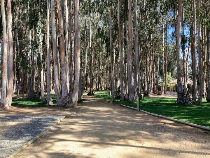 Depto. Amoblado Costa Algarrobo (Mirasol) - Algarrobo