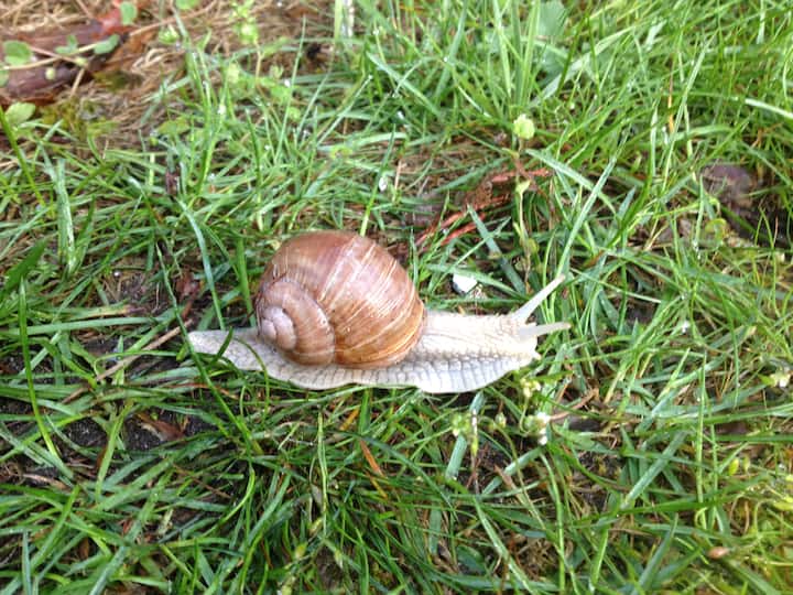 Bungalow In Stiller Natur Am See - Mirow