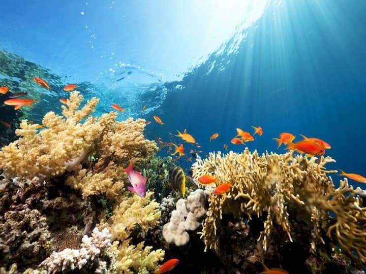 7 Days Vacation In Hilton Sharm Dreams Resort - Sharm el-Sheikh