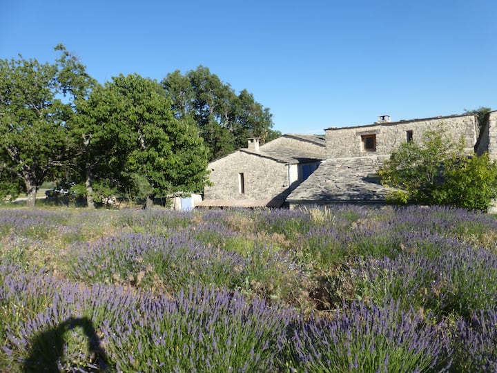Grande Maison Provençale Au Milieu De La Lavande - Luberon