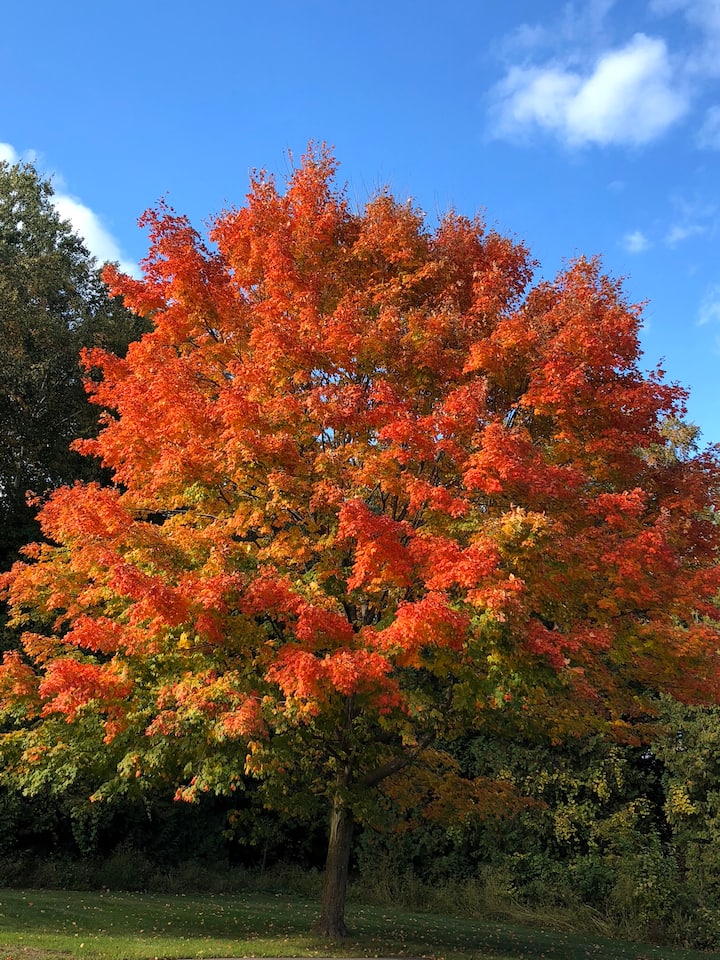 Birdhouse Of Suttons Bay: Oct. Fall Color Special! - Suttons Bay, MI