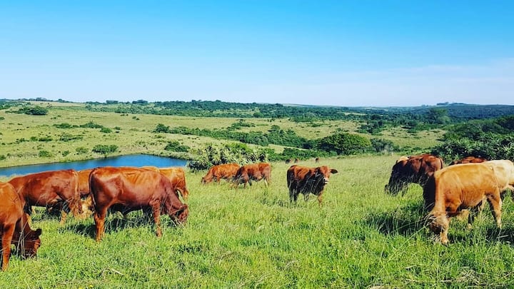 Mkulu Kei Reserve/wild Wind Ranch. - Morgans Bay
