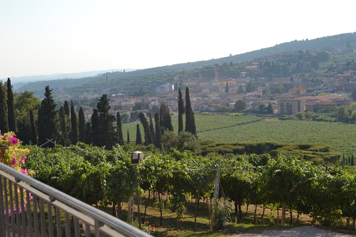 Amarone Della Valpolicella  - Sleep In The Cellar! - Bosco Chiesanuova