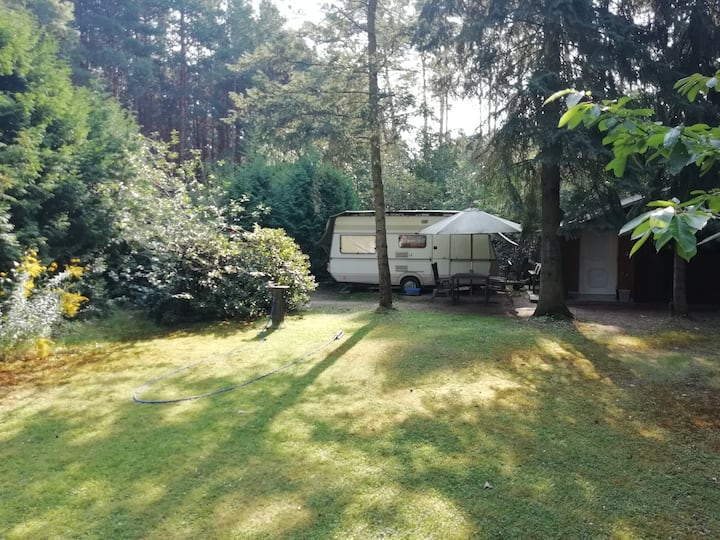 Urlaub Im Wald Am Scharmützelsee - Bad Saarow