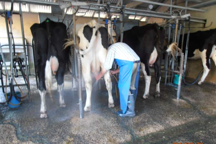 Fairway Farm - Dairy Farm Experience - Fitzroy Falls