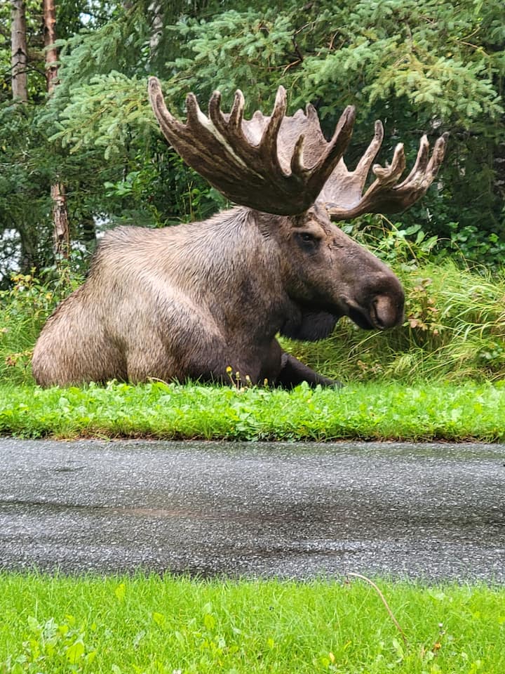 Ranch House/fence/laundry/pets Ok/bikes - Anchorage, AK