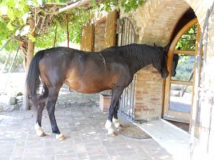 Loft In Farmhouse With Horses & Sea - Gavorrano