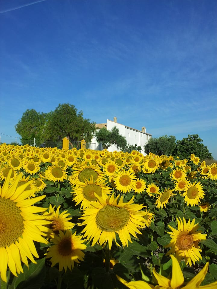 Ferienwohnung, Südspanien, Weiße Dörfer - Montellano