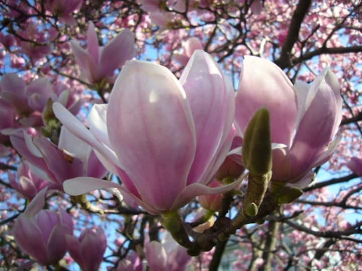 Doppia Uso Singola - Florence