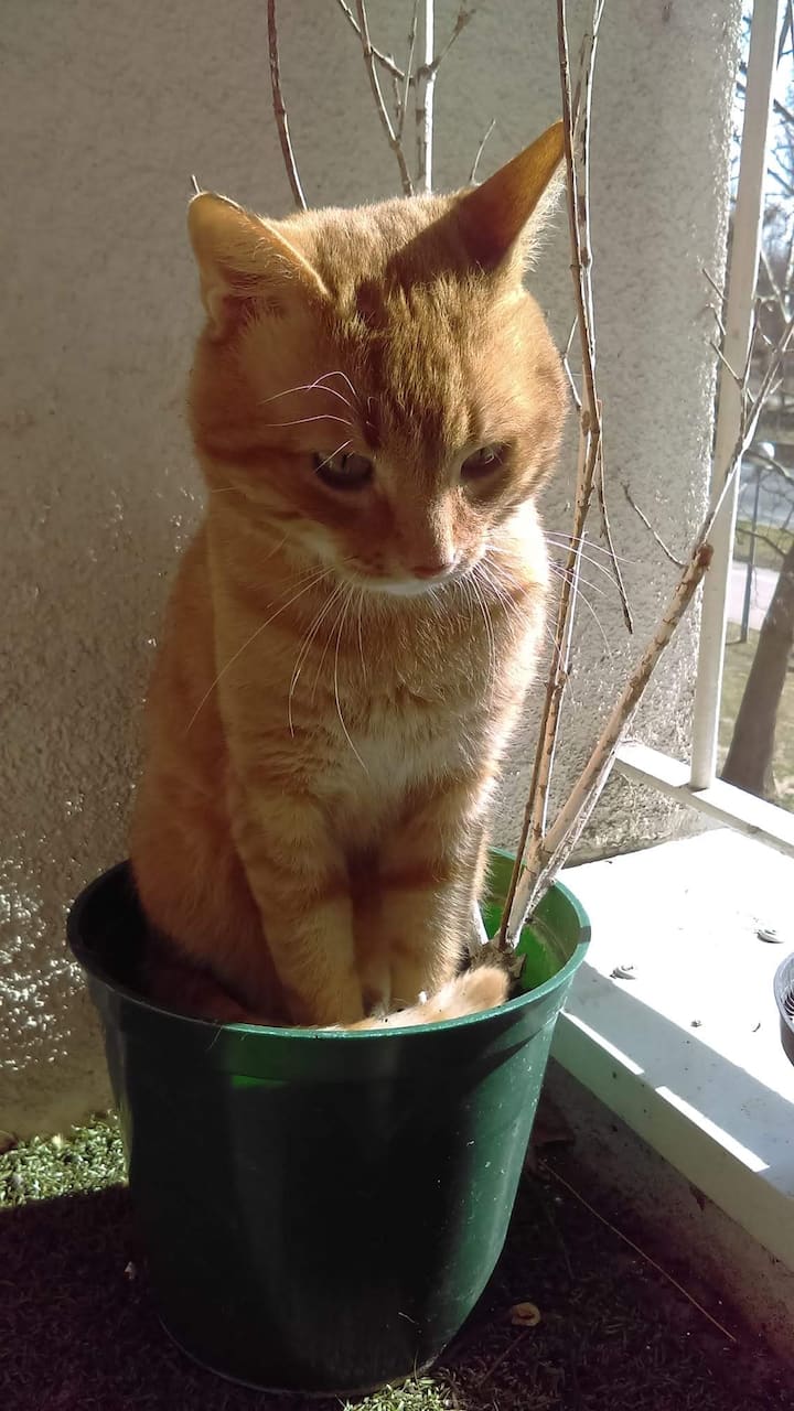 Apartment Lui, Osjetite Sunce I Samo Uživajte! - Bol