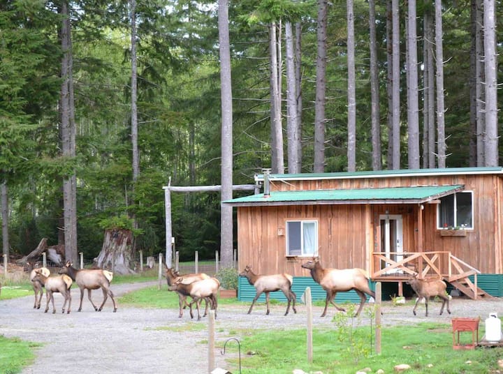 The Rustic Retreat - Forks, WA