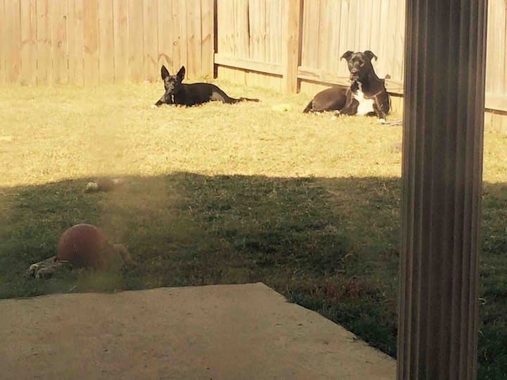 Pet Friendly Getaway In Tuscaloosa  - No Fees! - Tuscaloosa, AL