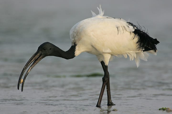 Ibis Sacré - Sarzeau