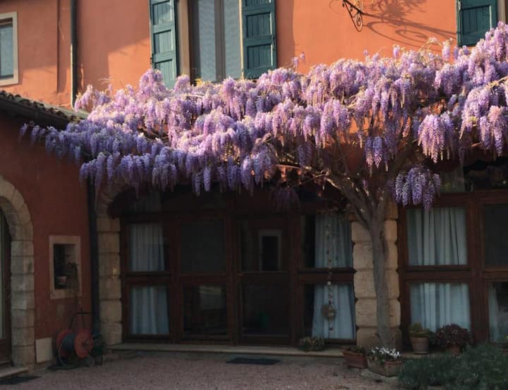 Casa Con Glicine - Verona