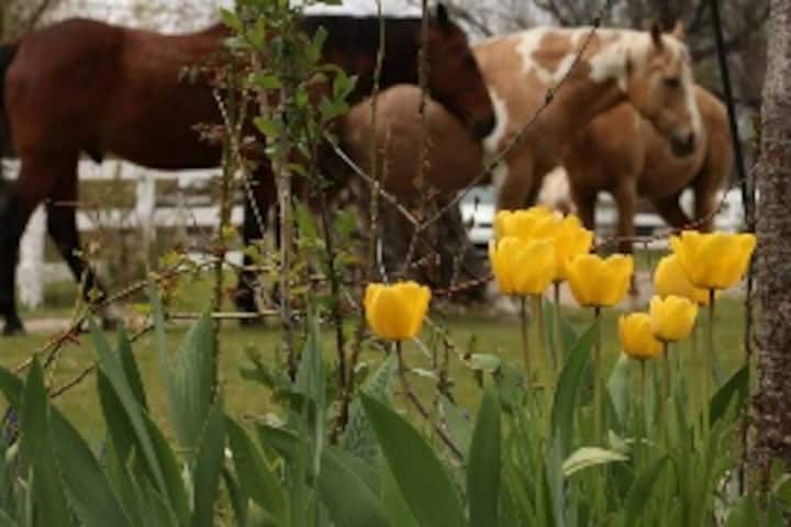 Forest Chalet Private Suite @ Healing Sanctuary - Westminster, CO