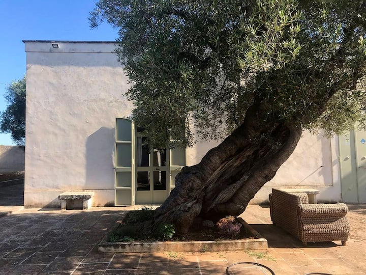 Villa Don Vito Immersa Tra Gli Ulivi Secolari - Monopoli