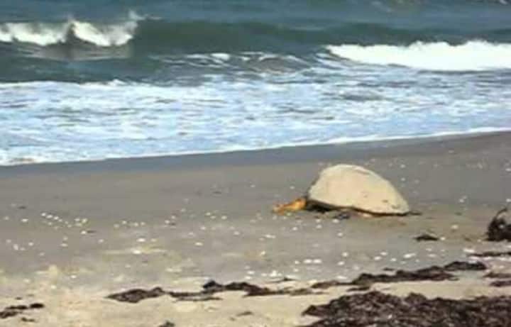 Beach House Across The Ocean - 멜버른 비치