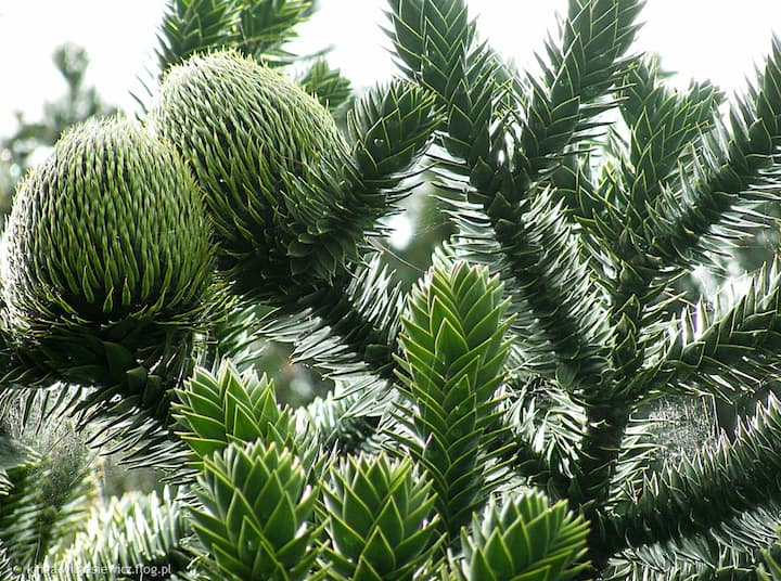 Casa Dell'araucaria A 10 Minuti Dal Centro (Wifi) - Turin