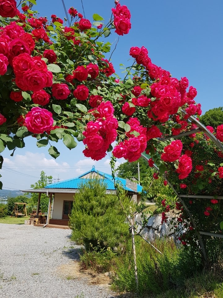 [독채] 파아란 지붕 6인기준 최대 12인 - South Korea