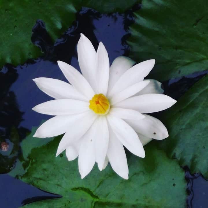 Cabana Aconchegante Na Cocaia - Ilhabela