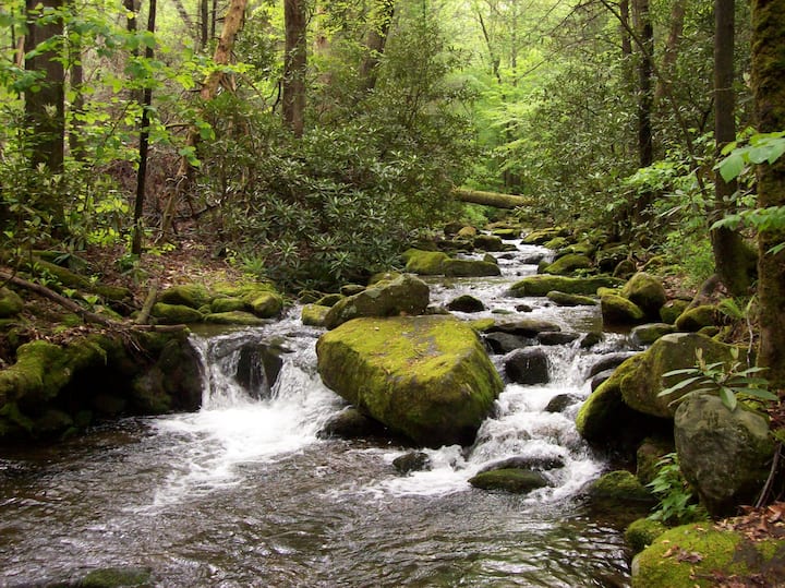 Creekside Cottage Sanitized, Private In Woods! - Cosby, TN
