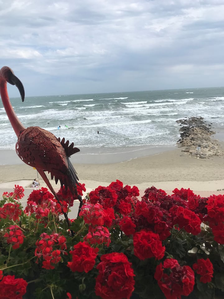 Logement Front De Mer, Palavas
3 Nuit Minimum - Palavas-les-Flots