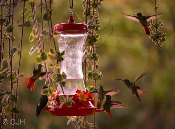 Peaceful Quiet Place A Birdwatcher Paradise! - Panamá