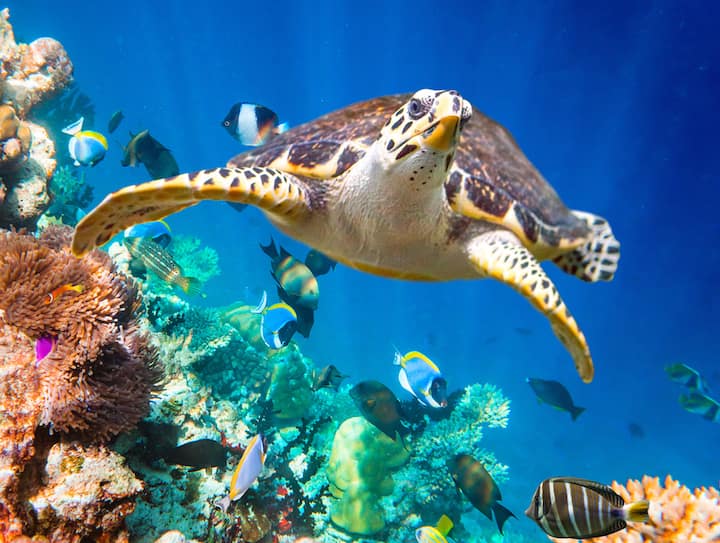 Riviera Maya, Akumal, Condo In Paradise - Akumal