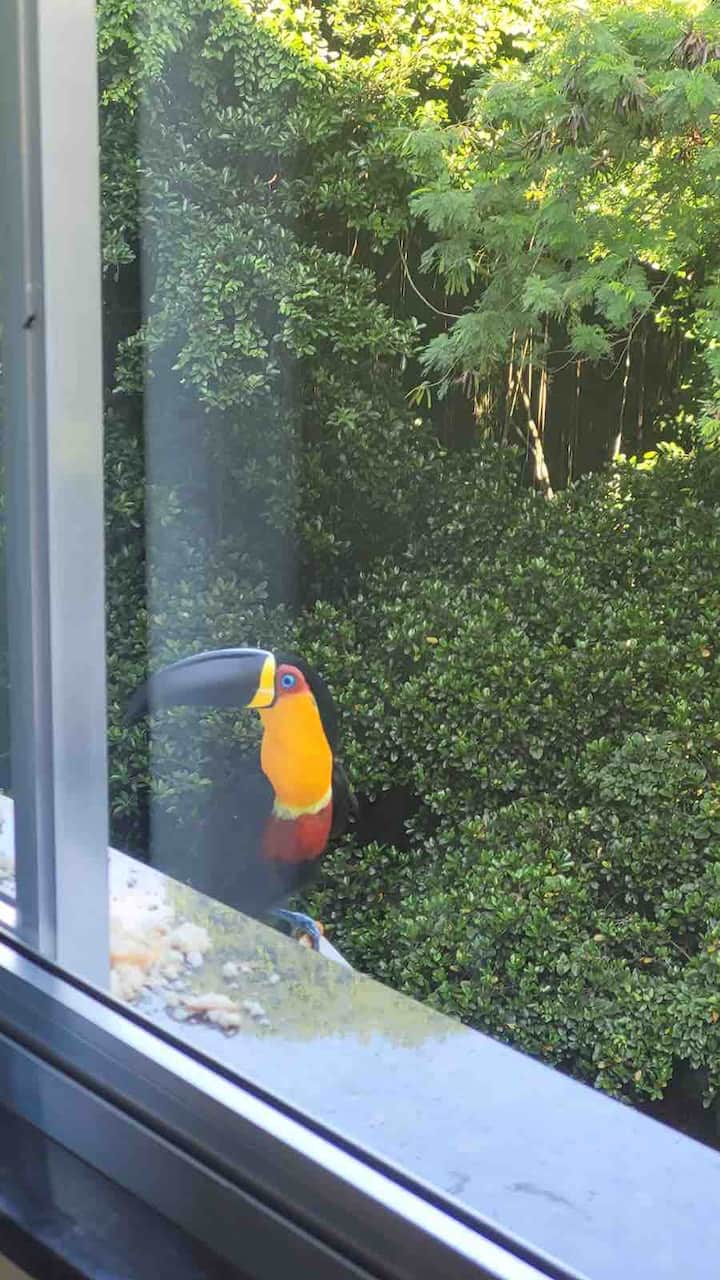 Linda Vista Da Floresta - Brasil